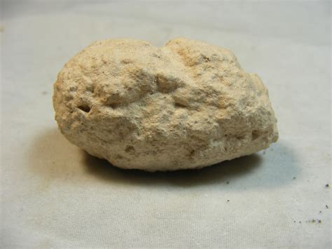 Wasp Nest Fossil Australia