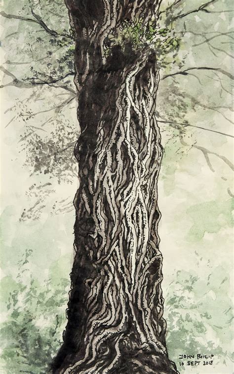 Knobbly Tree John Philip