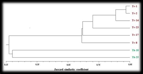 Dendrogram For Eight Potential Isolates Of Trichoderma Sp Based On