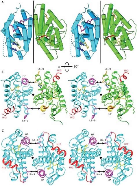 Stereoviews Of Homo And Heterodimeric Structures A Crystal
