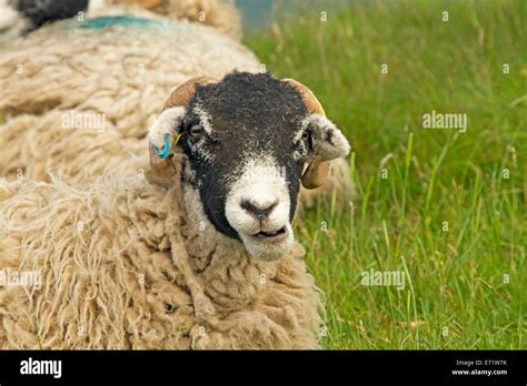 Swaledale Sheep White Wool And Black Face With Horns Against