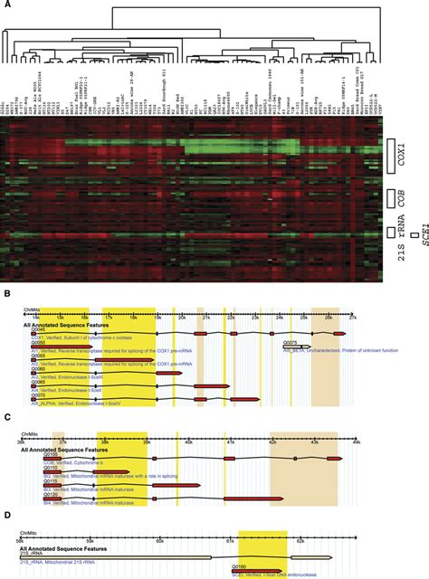 Mitochondrial Dna Variation A Hierarchical Clustering Using Acgh