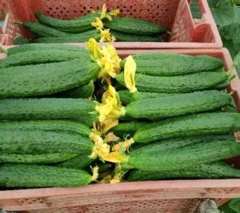 同样是黄瓜激素和普通黄瓜有啥区别卖菜大爷透露其中猫腻 6park