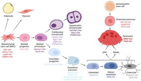 Biomolecules Free Full Text The Past Present And Future Of Genetically Engineered Mouse