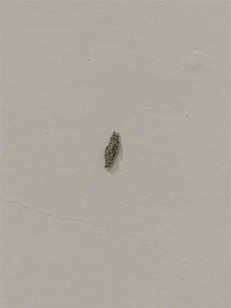 請益 請益 昆蟲板 Dcard