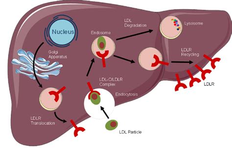 Normal Physiological Ldlr Recycling Ldl Low Density Lipoprotein