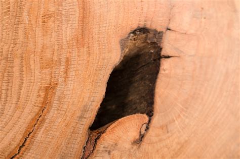 오크 나무의 그 루터 기 넘어가는연간 고리와 트렁크의 섹션 조각 나무 0명에 대한 스톡 사진 및 기타 이미지 0명 갈색 건설 산업 Istock