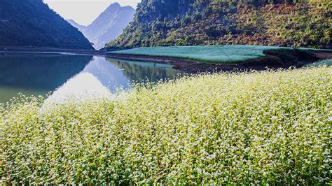 影片千畝蕎麥花海帶你感受冬日的極致浪漫 魅力廣西 FamousGuangxi