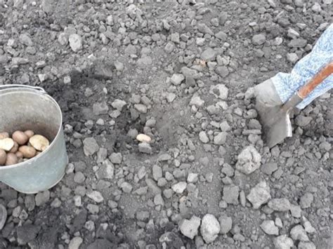 Нужно ли класть в лунку при посадке картофеля удобрения или всё же нет ...