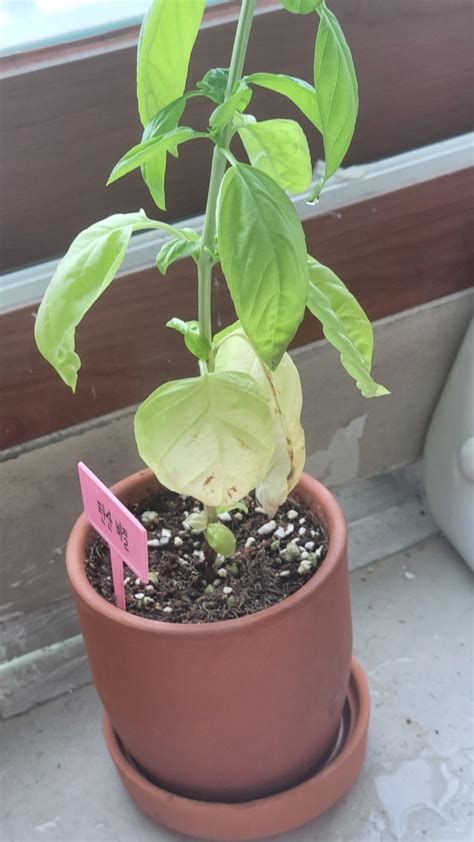 스위트 바질 순지르기 했는데 이거 죽은건가요 지식in