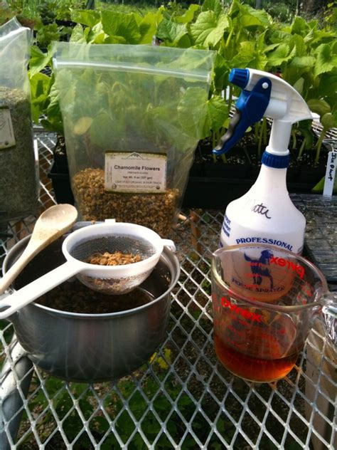 Seed Starting Workshops Midsummer Farm