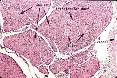 Pancreas Gland Histology Labeled