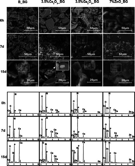 Top Sem Micrographs Of Unsubstituted Glass B Bg And The Most Highly