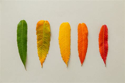 시즌 변경 개념녹색에서 빨강에 다른 색상의 잎의 크리에이 티브 플랫 누워 9월에 대한 스톡 사진 및 기타 이미지 9월 가을 개념 Istock