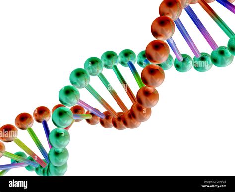 DNA Molecule Computer Artwork Stock Photo Alamy