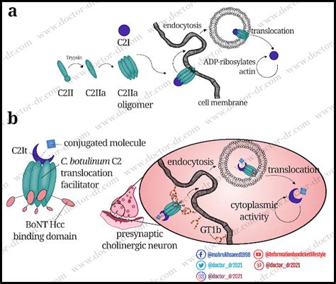 Clostridium Botulinum Botulism Food Poisoning