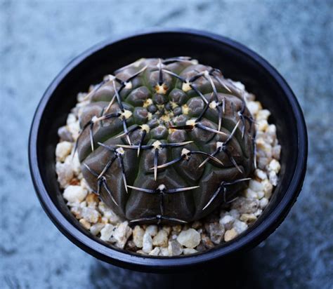 Yahoo Gymnocal