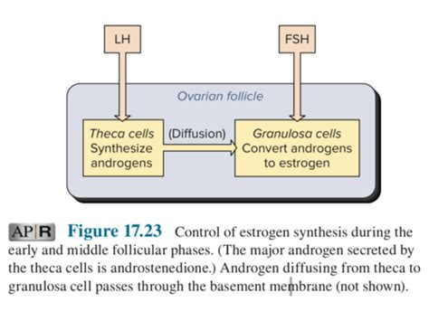 N133 Module 11 Adolescent Flashcards Quizlet