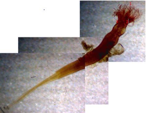 Lophophorates And Ecdysozoa Pics Flashcards Quizlet