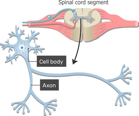 Parts Of A Neuron Labeled And Neuron Structure Getbodysmart