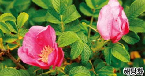 원포인트 시사 레슨 백난아의 찔레꽃은 왜 붉게 피는 걸까