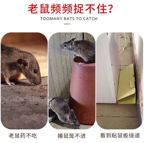 粘鼠毯超强力老鼠贴抓捉沾捕鼠器工具灭鼠家用室内捕鼠粘鼠板12 阿里巴巴