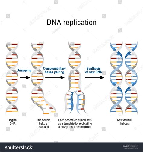 4 336 Dna Copying Stock Vectors Images Vector Art Shutterstock
