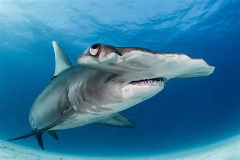 Why Are Sharks Important