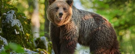Bär In Deutschland Das Ist Bislang Passiert Pirsch