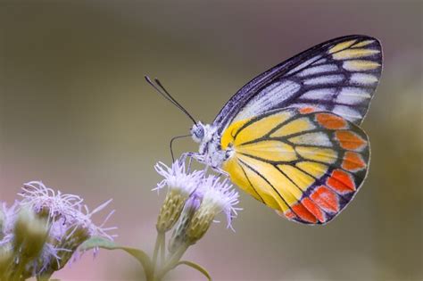Premium Photo Common Jezebel Butterfly