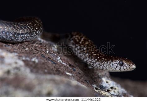 1 Variegated Slug Eater Images Stock Photos 3D Objects Vectors