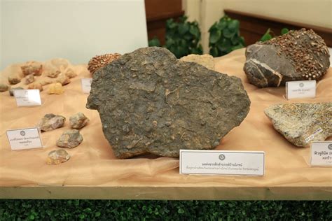 The Permian Period In Si Thep Marine Fossil Remains Revealed Thaiger