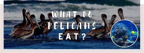What Do Pelicans Eat Understanding Their Diet