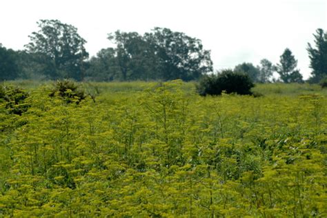 Wild Parsnips One Of The Most Tenacious Invasive Plants