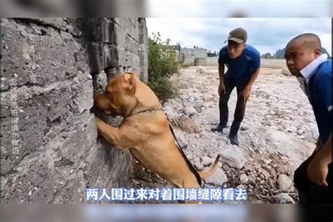十几米长的条状生物藏着老房子里，猎犬带着专家来抓捕，太刺激了猎犬带着条状