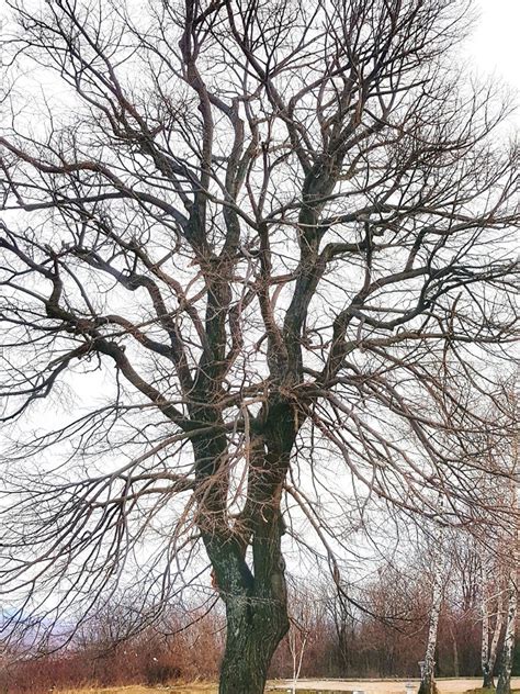 Trees Not Leafing Out How To Get A Tree To Grow Leaves Gardening
