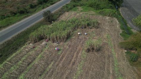 Harvesting Sugarcane By Manual Labor To Send To Sugar Factories In Thailand Stock Footage