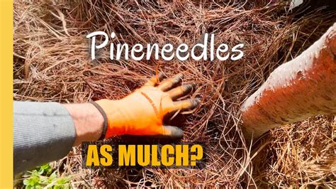 Are Pine Needles Good Mulch For Garlic At Scott Lanier Blog