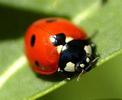 coccinelles