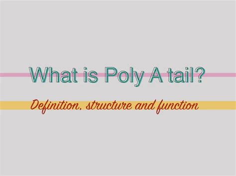 What Is Poly A Tail Definition Structure And Function Genetic