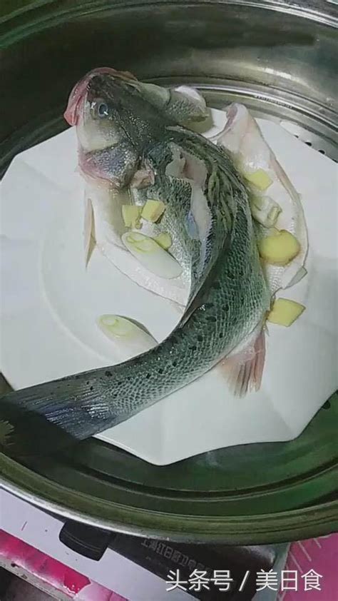 清蒸淡水鱸魚做法這樣做出來的鮮嫩好吃營養價值極高太美了 每日頭條