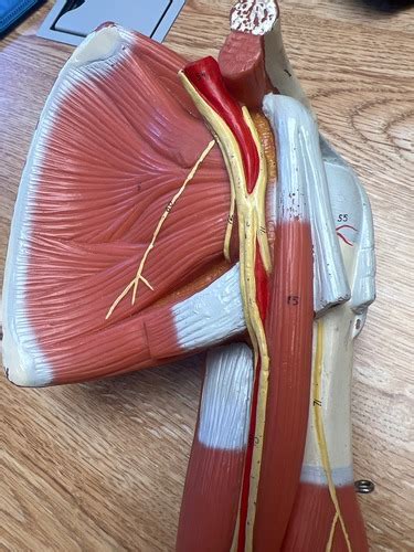 Arm Model Flashcards Quizlet