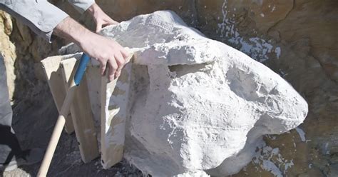 Colorado Dinosaur Footprints Relocated From Golf Course To Museum Where