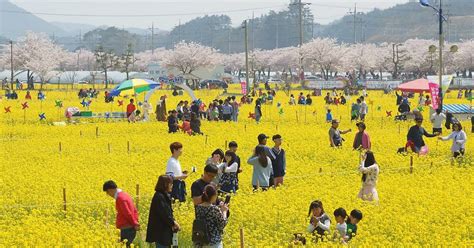 노란색 향연 삼척 맹방 유채꽃 축제의 즐거움