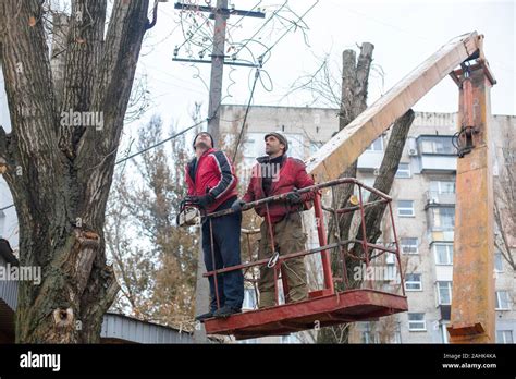 Workers In The Municipal Utilities Cut Tree Branches Trimming Tree Branches Interfering With