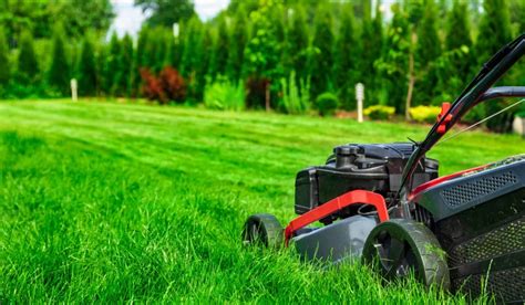 Tall Fescue Pros Cons And Maintenance Sodlawn
