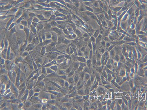Mc3t3 E1 Subclone 14小鼠颅顶前骨细胞亚克隆 上海澳音生物科技有限公司