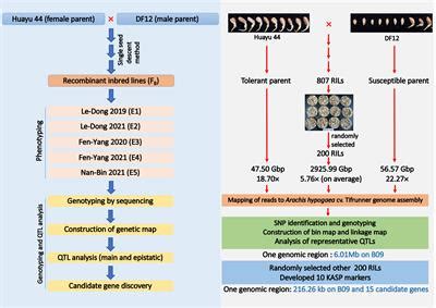 Frontiers Fine Mapping Of A QTL And Identification Of Candidate Genes