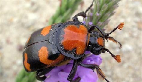 American Burying Beetle