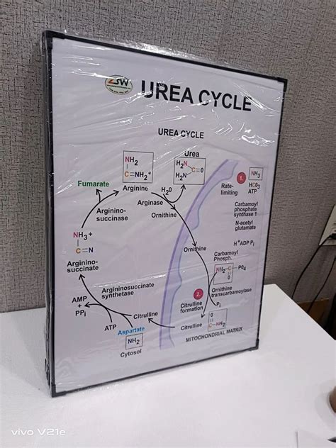 Biochemistry Chart Urea Cycle At ₹ 1350piece Science Charts In